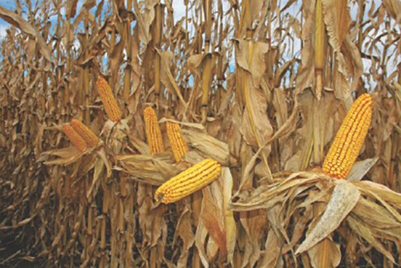 How to Manage Nitrogen - AgWeb