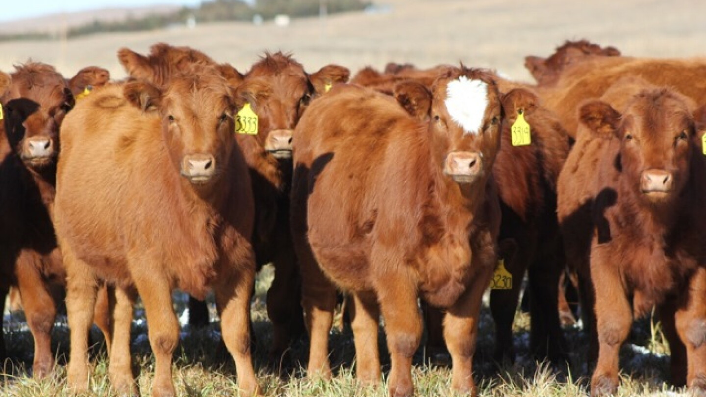 8 Tips for Selecting Replacement Heifers - Drovers