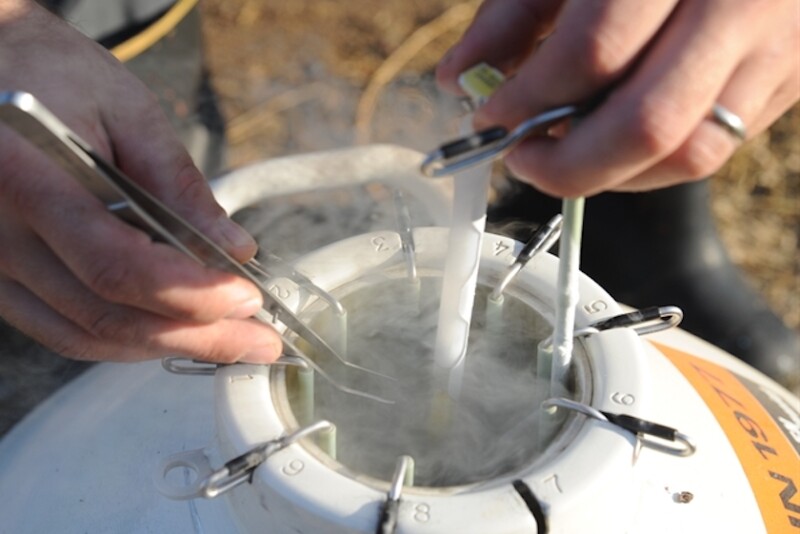 artificial insemination