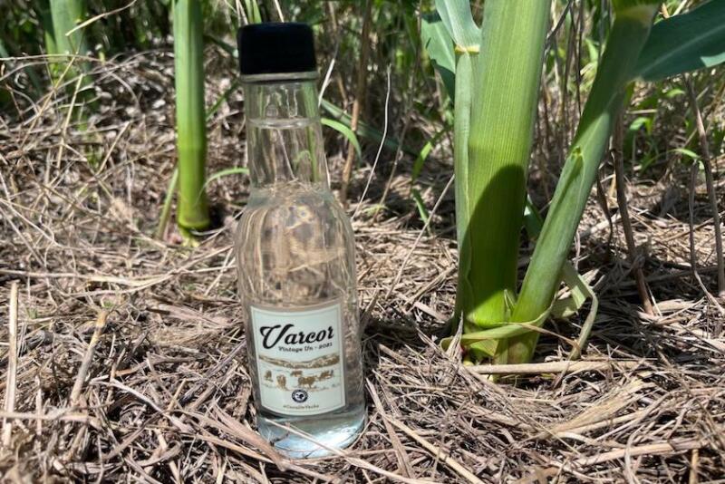 Varcor: From Dairy Waste to Drinking Water - Dairy Herd Management