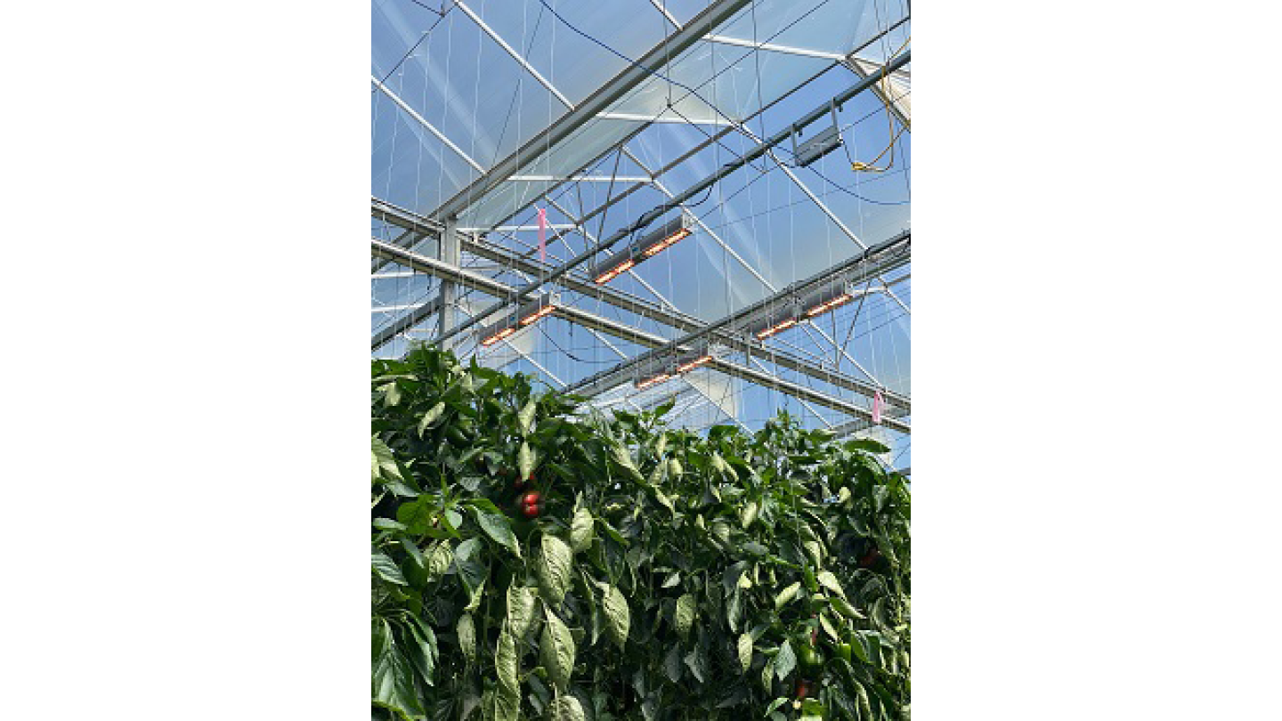 Red Sun Farms increases year-round capacity from its Ontario ...
