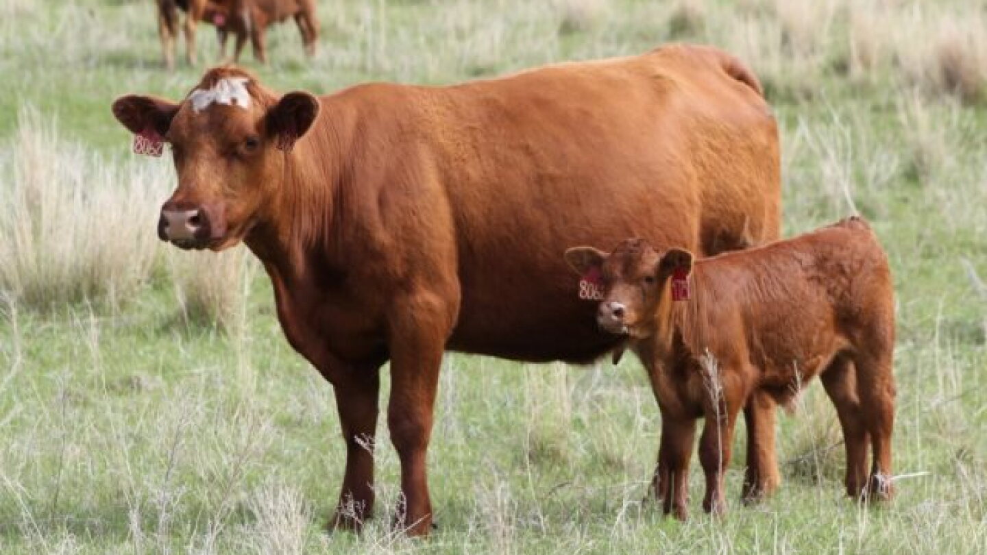 Bovine TB Identified in Small Michigan Beef Cattle Herd - Dairy Herd