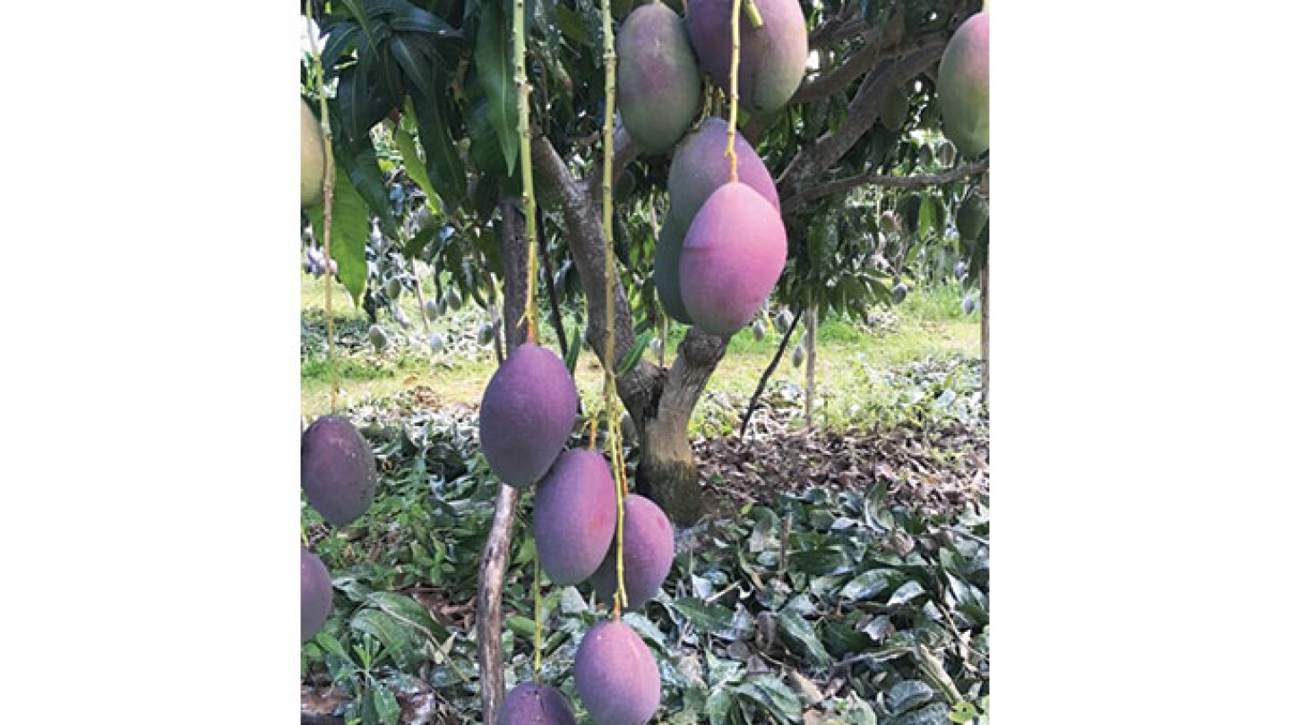 Early South American mangoes reach U.S. - The Packer