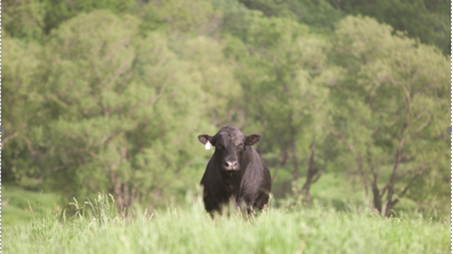 Test Your Knowledge on Trichomoniasis - Bovine Vet