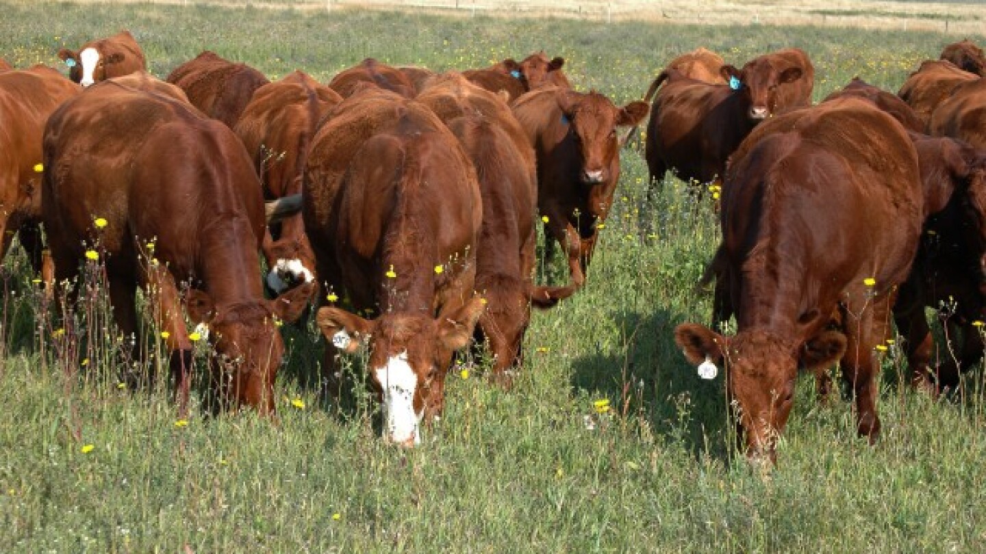 Creep Grazing Offers Benefits