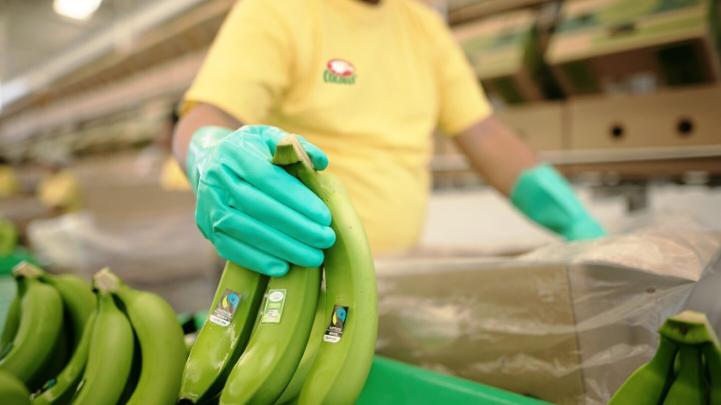 Coliman prepares for good Mexican banana volume - The Packer - Fruit ...
