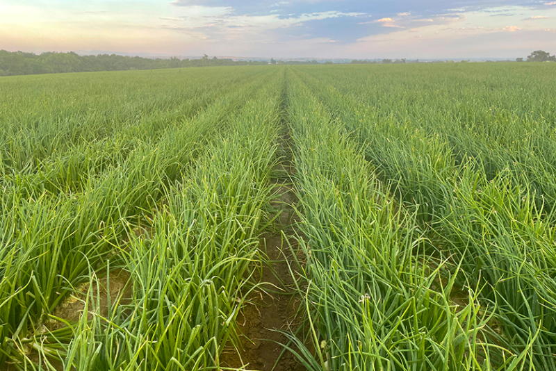 onion crops