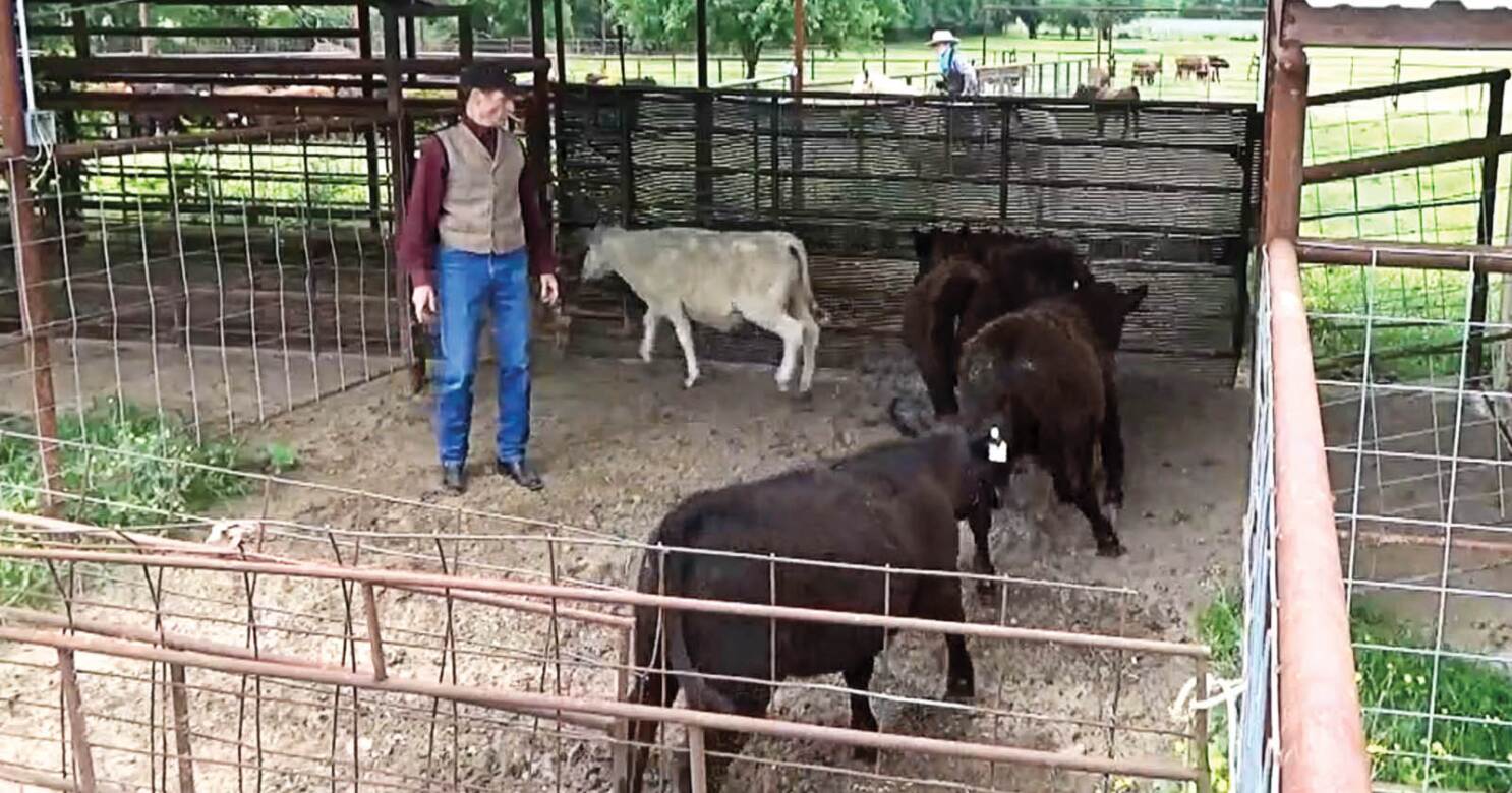 layout bud box design