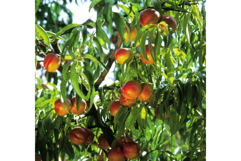 Chilean stone fruit committee forecasts a 15% increase in volume - The ...