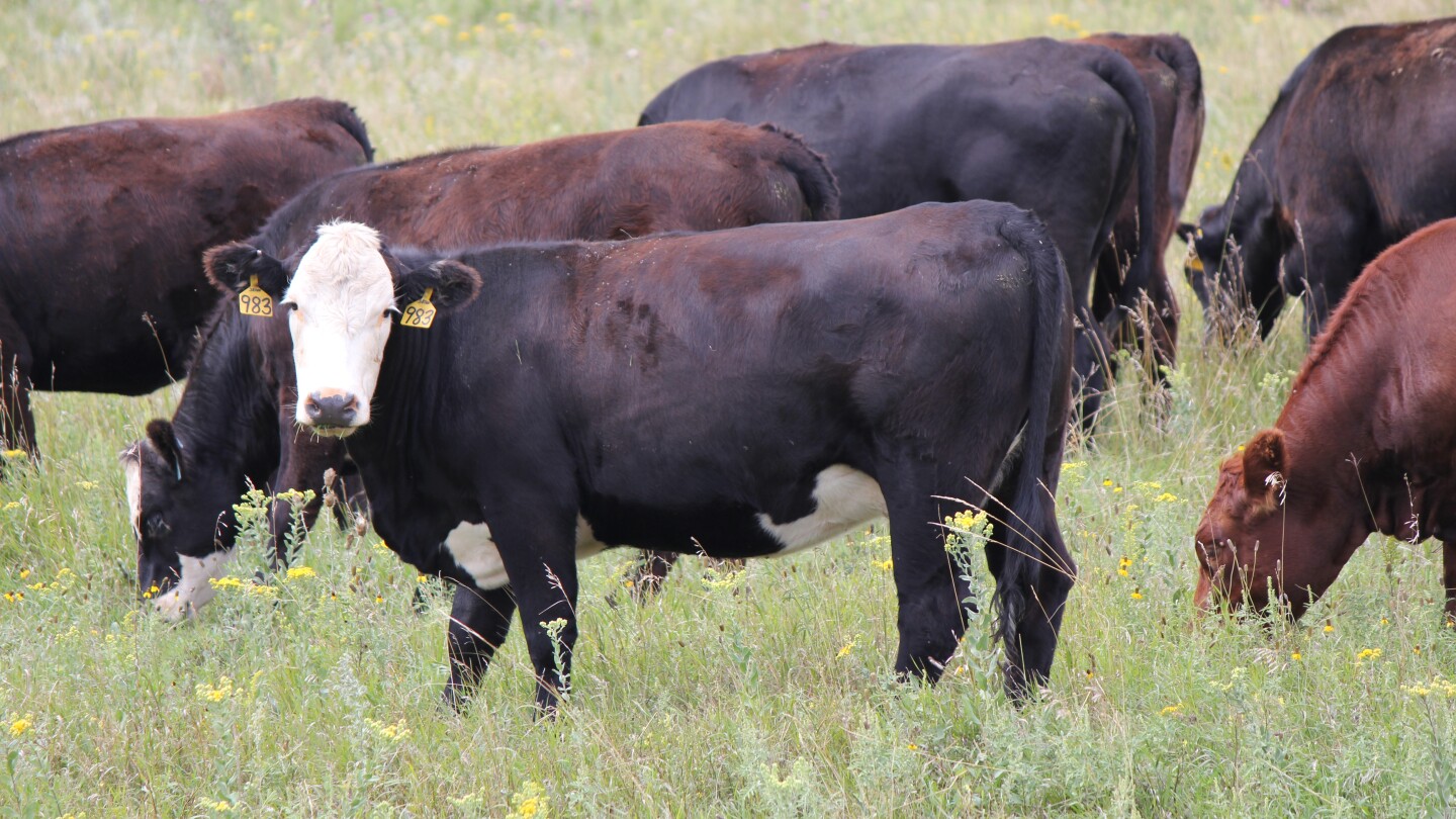 Cull Cow and Beef Prices Bounce Higher