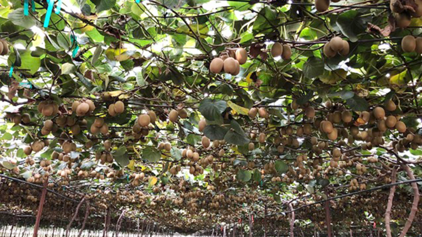 Zespri plans to partner with U.S. growers to offer SunGold kiwifruit ...