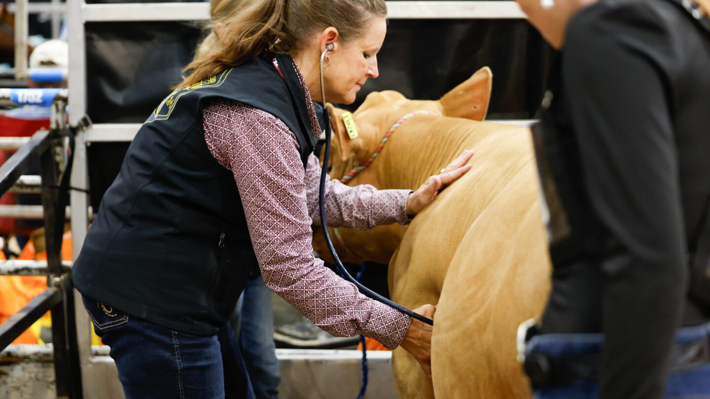 Aggie Serves As Houston Livestock Show And Rodeo Veterinarian For 21st ...