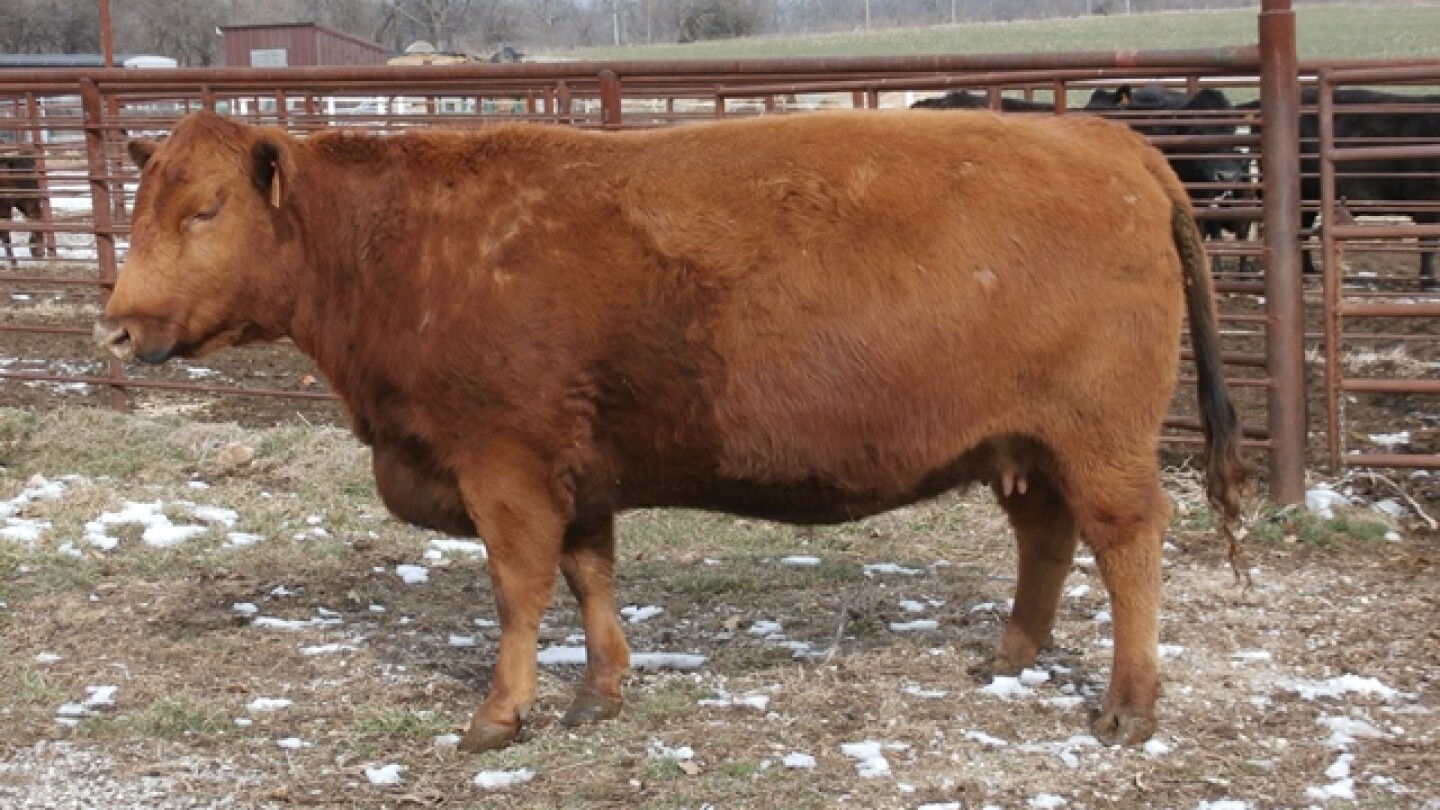 The 1,500 lb. Question: Are Cows Too Big? - Bovine Vet