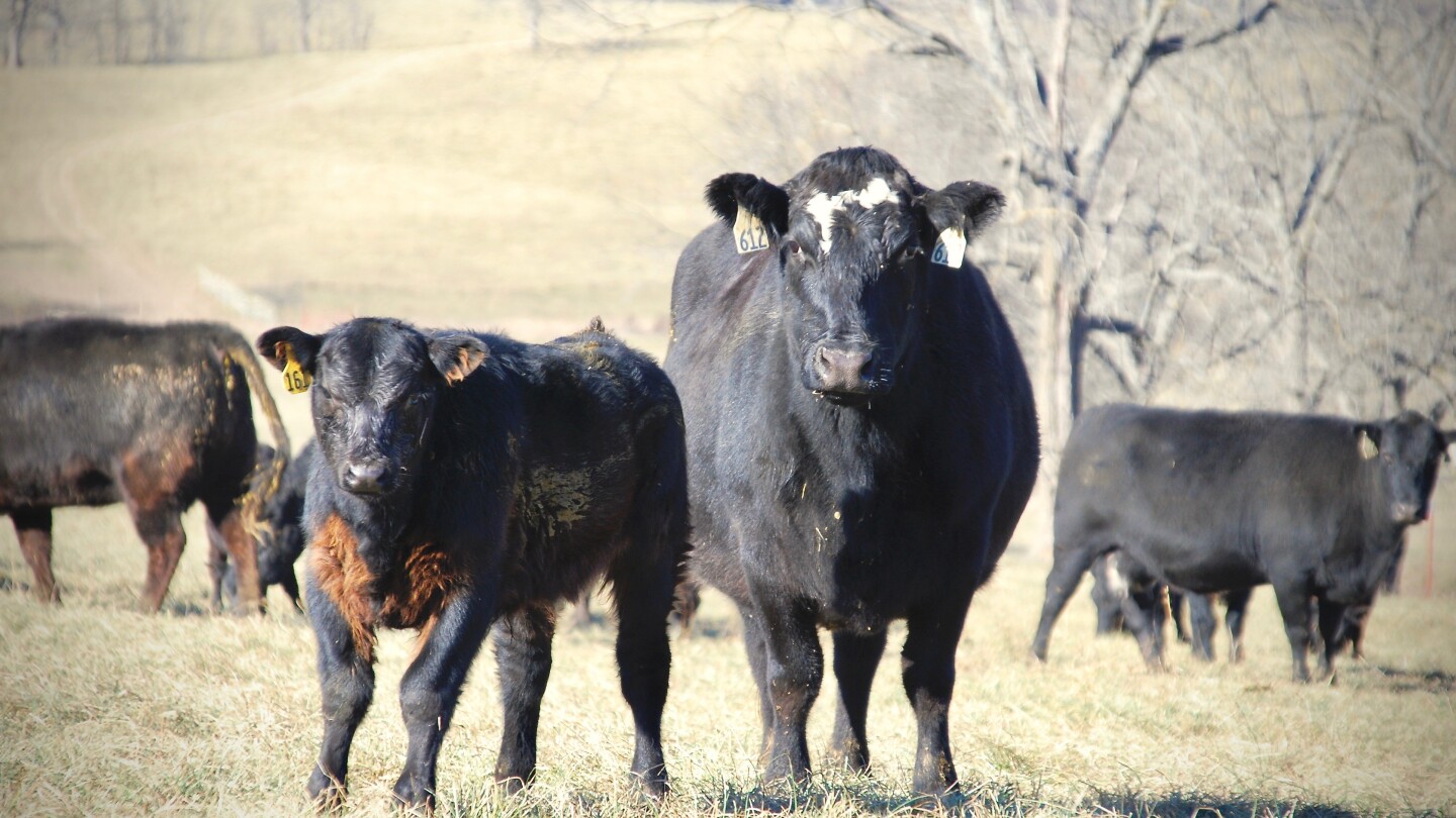 Preconditioning: Set Calves Up for Success - Drovers