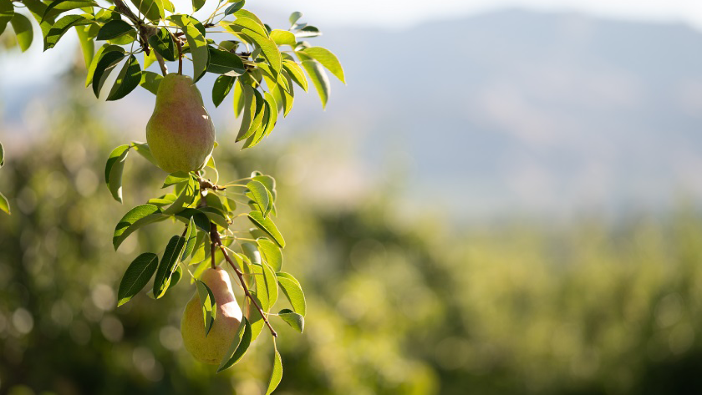 Rainier Fruit Co. boasts good organic volume - The Packer