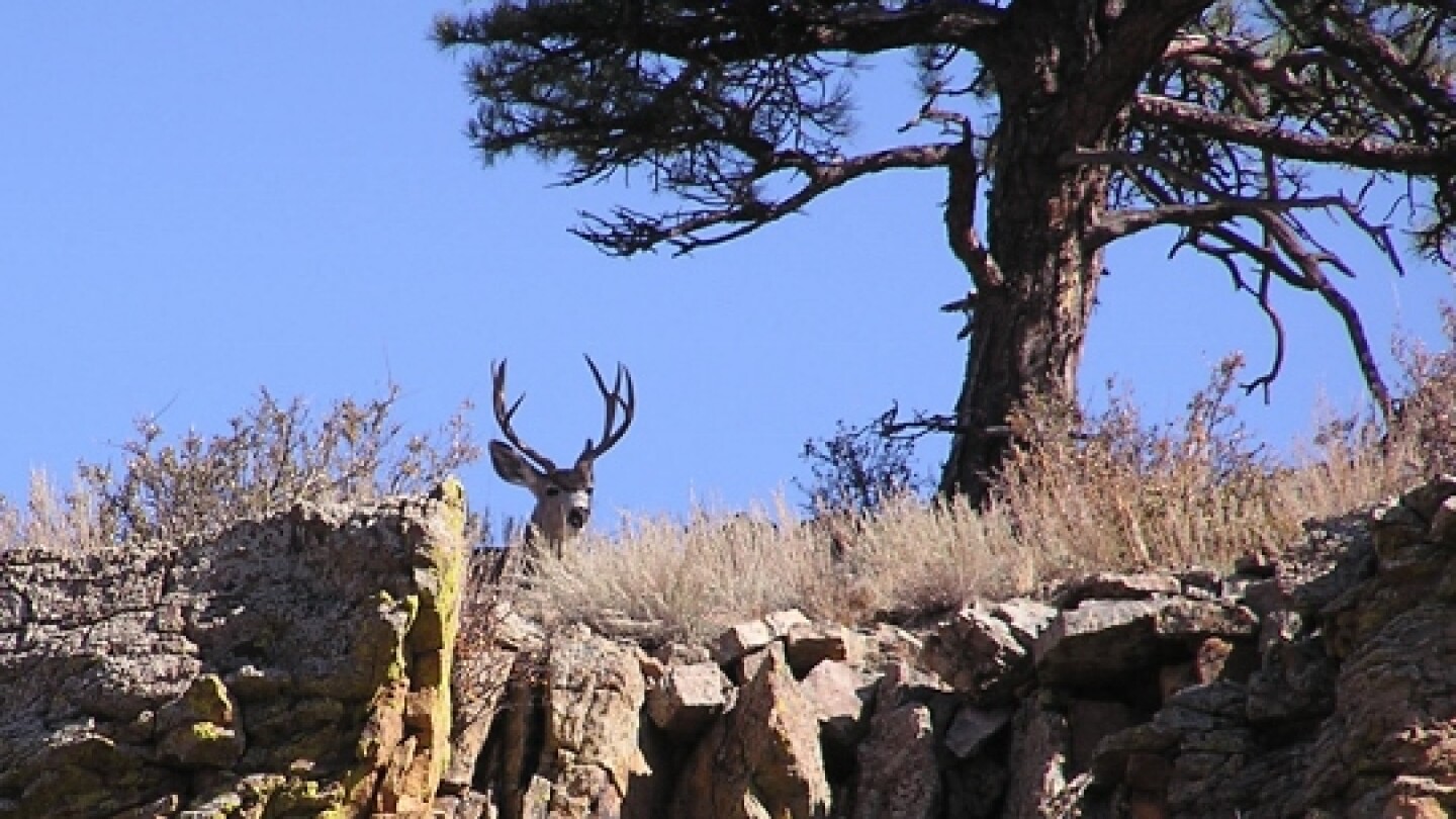 Researchers Find CWD Proteins in Deer Semen