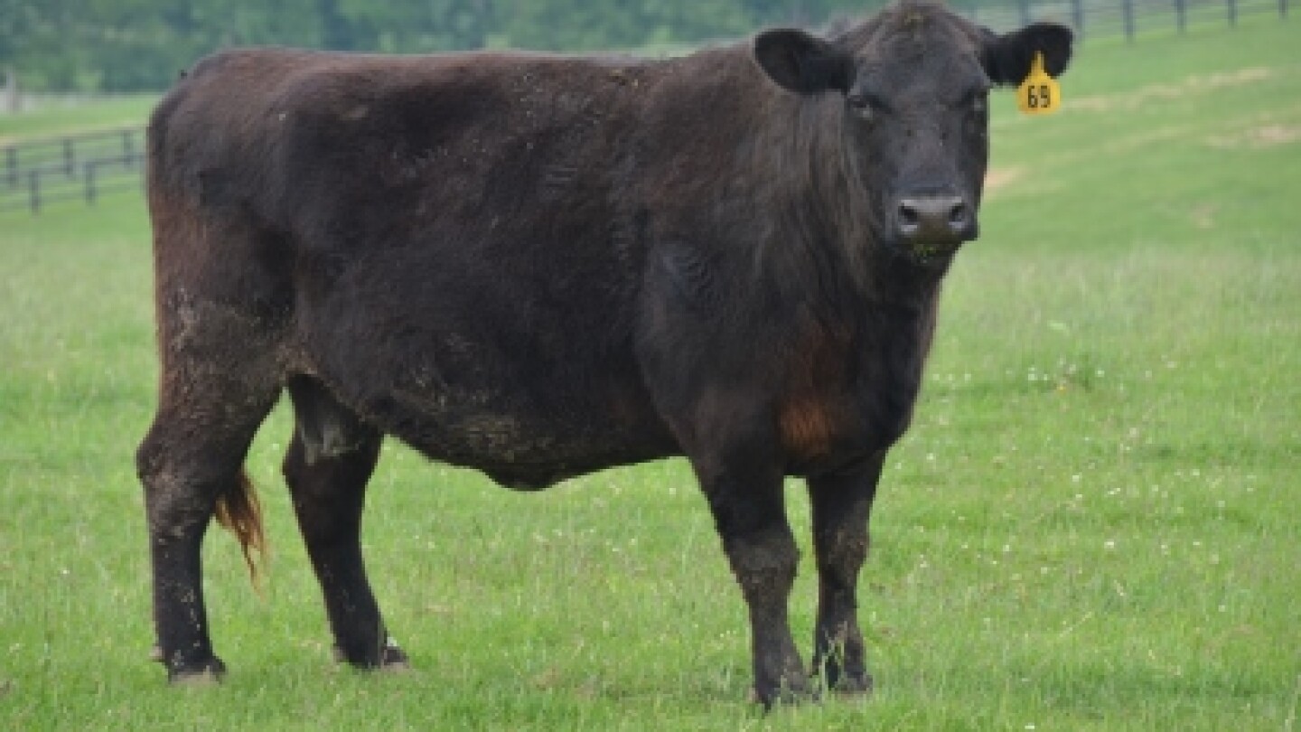 Hair Shedding Can Affect Cattle's Heat Tolerance As Well As ...