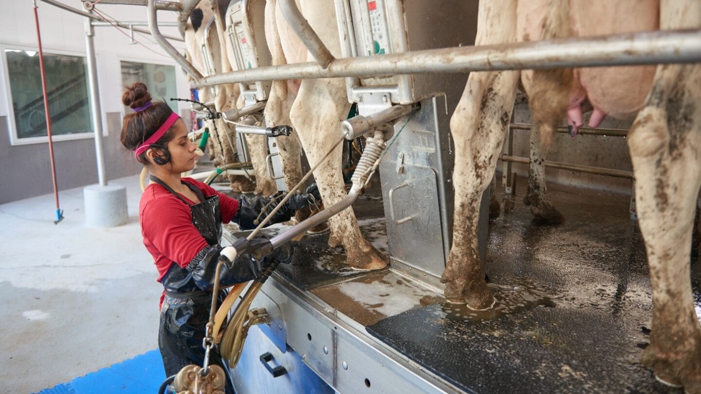 milking cows