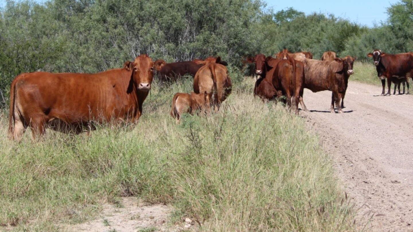 Regional Variation in Cow-calf Returns