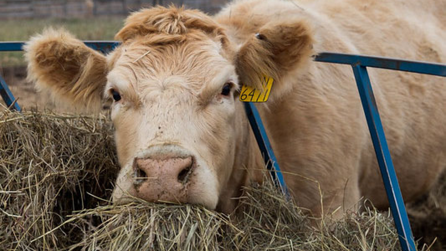 How to Adjust Feed Resources and Reduce Hay Waste - Drovers