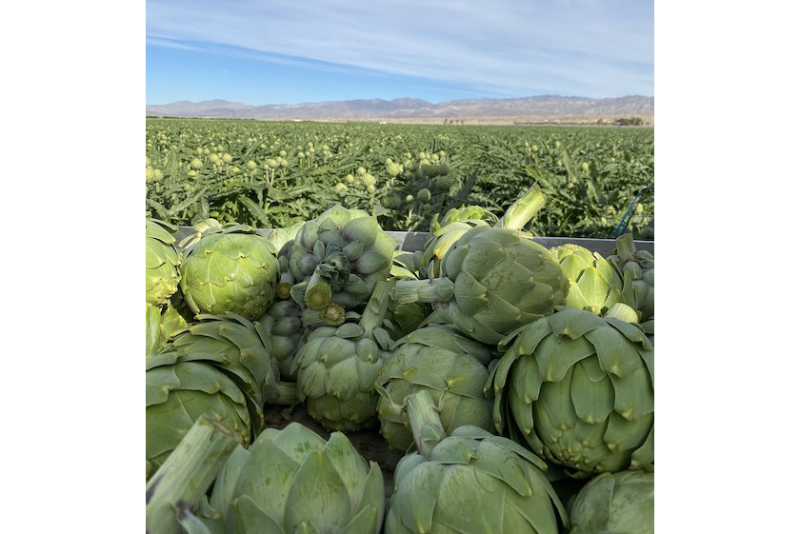 Winter artichoke season is here with promotable volumes, says Ocean ...