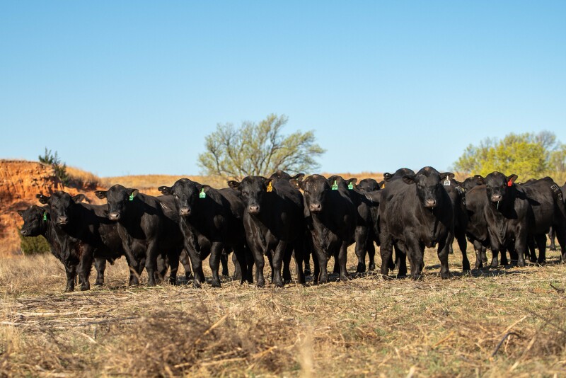 Gardiner Angus Ranch Bulls Average $12,154 - Drovers