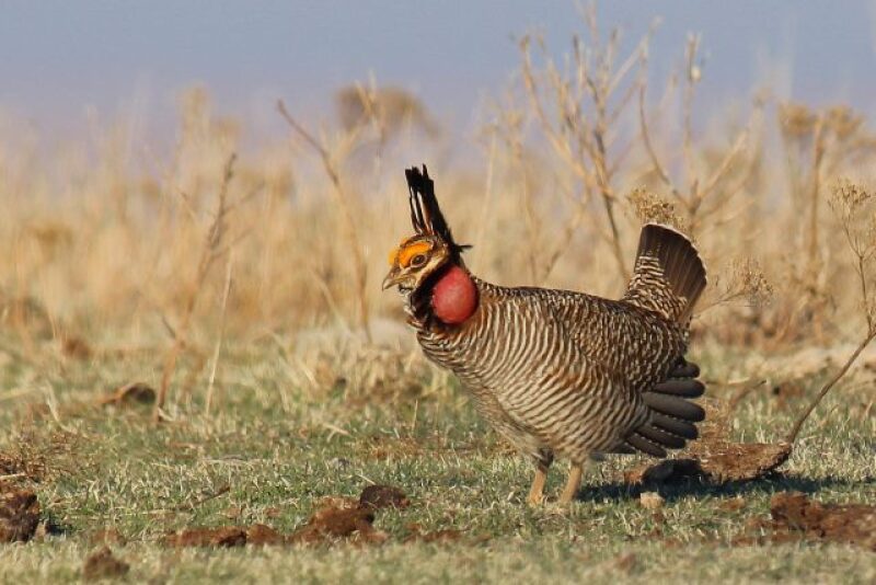 Federal Court Rules on Fate of Prairie-Chicken