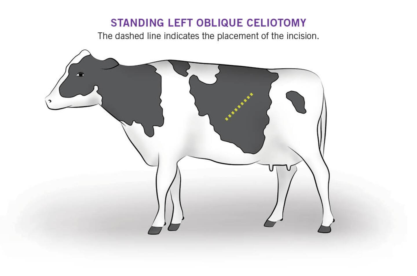 lateral recumbency cattle
