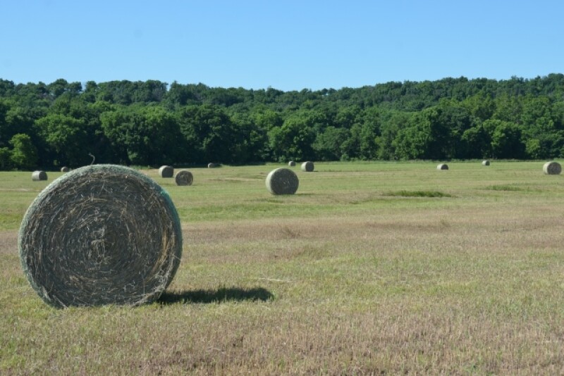 Late Season Hay Production: Overcoming Protein Deficiency - The Packer ...