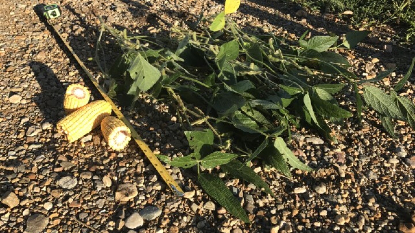 From The Rows Day 3 - Brian Grete - AgWeb