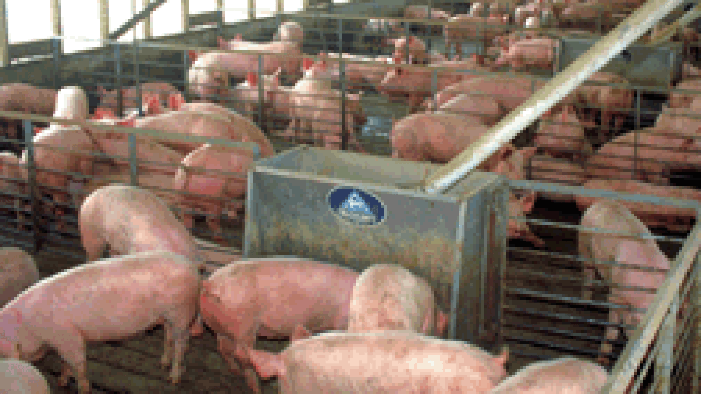 Hogs & Pigs Report: U.S. hog herd unexpectedly expands - Pro Farmer