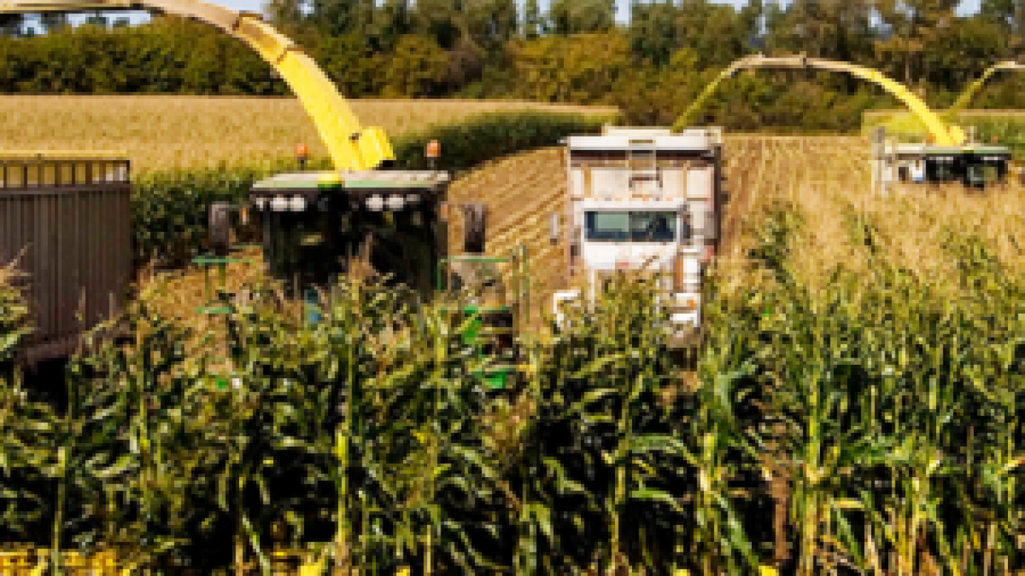 Determine Silage Inoculant Based on Dry Matter and Crop - Dairy Herd ...