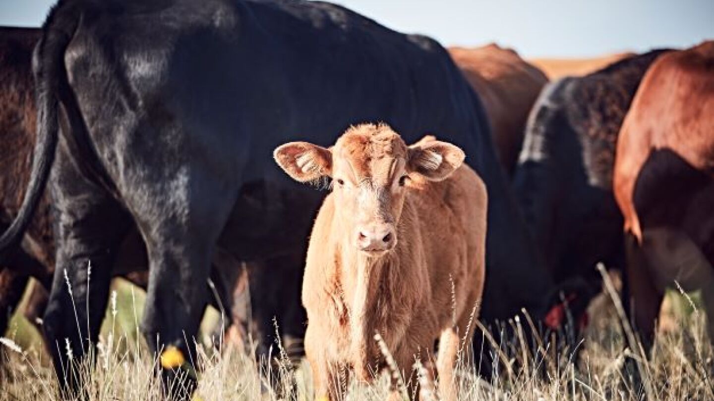 BRD Battle Plan: Provide Powerful Protection on All Fronts - Drovers