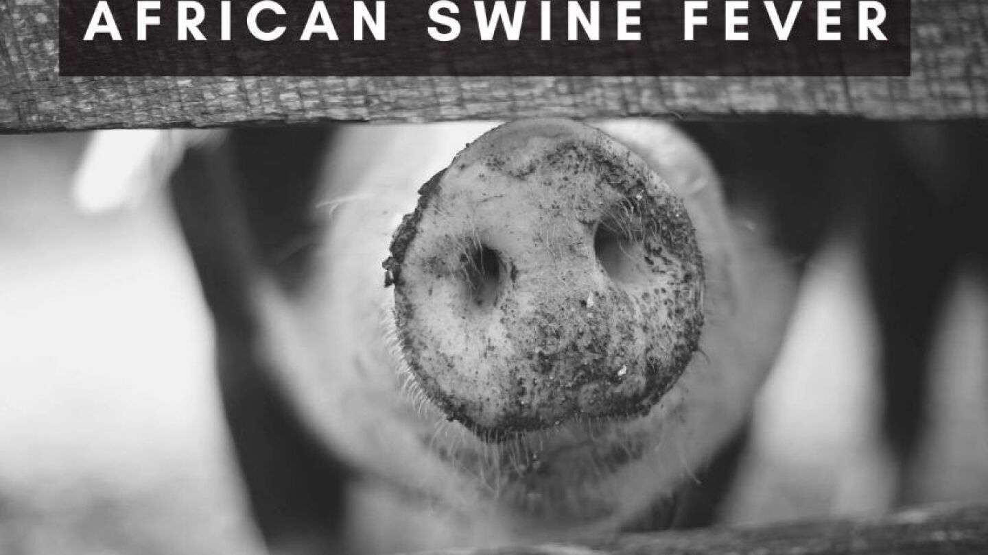 ASF confirmed in Haiti as thousands of migrants swarm the U.S. Border