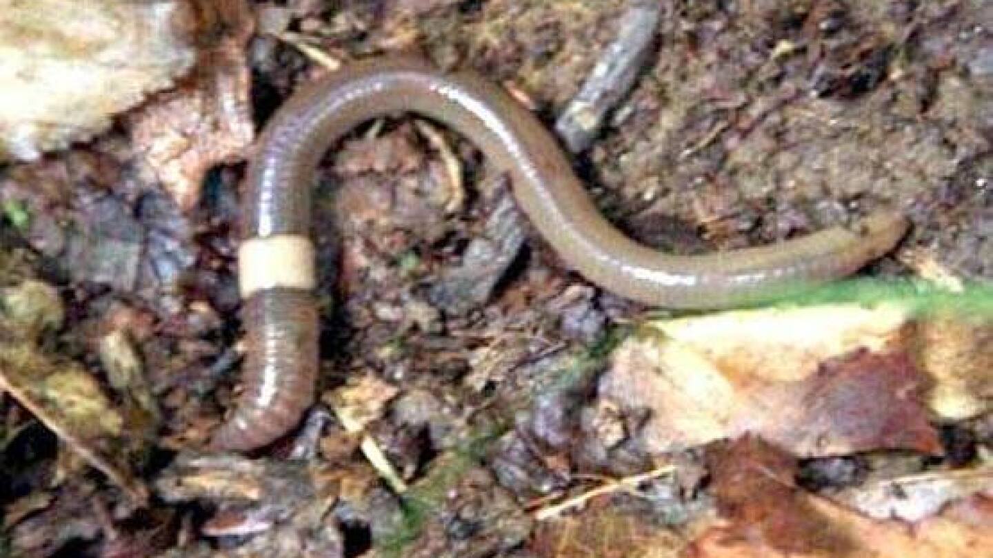 Invasive Jumping Worm Thrashes Into 14 Midwest States - Drovers