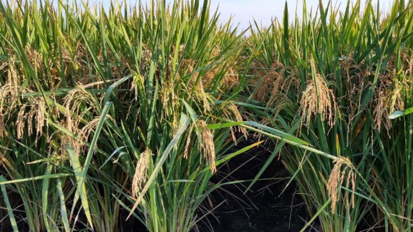 New Rice Variety Serves Niche for Mississippi Rice Growers - AgWeb