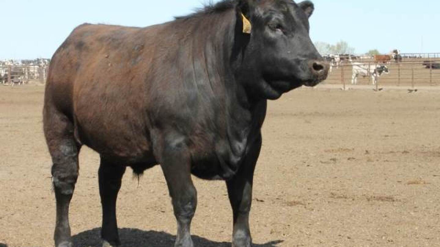 Beef Genetics Make Jersey Bull Calves 10-times as Profitable - Drovers