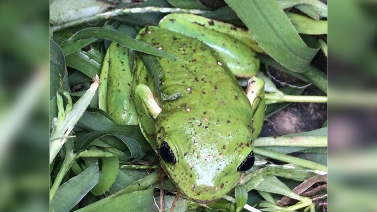 NatureSweet ‘pollinator corridor’ site certified as voluntarily ...