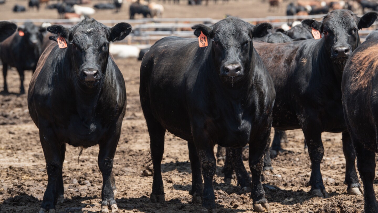 CAB Insider: Premium Beef Remains in Fashion - Drovers