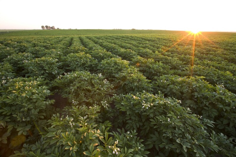 Washington potato growers enjoy improved outlook - The Packer - Fruit ...