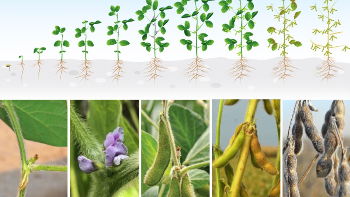 soybean crop duration