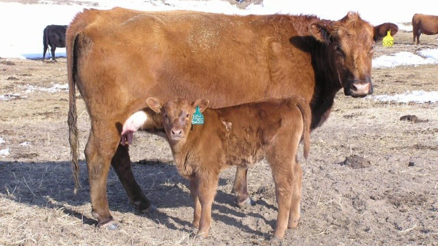 Preparing for Calving - Drovers