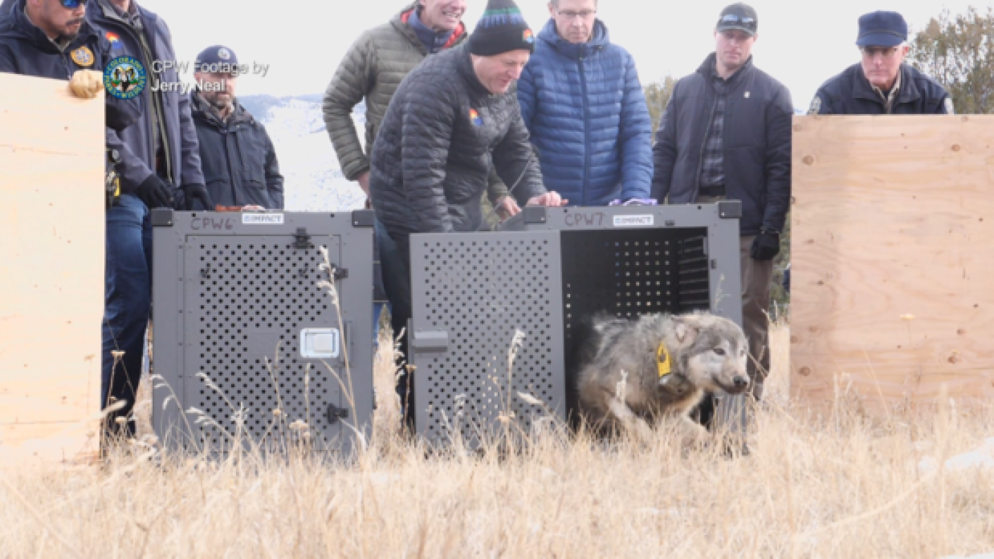 Gov. Polis Releases Wolves in Covert Ceremony - AgWeb