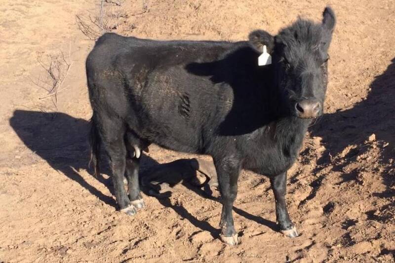 Wildfire Recovery: Lending a Helping Hand