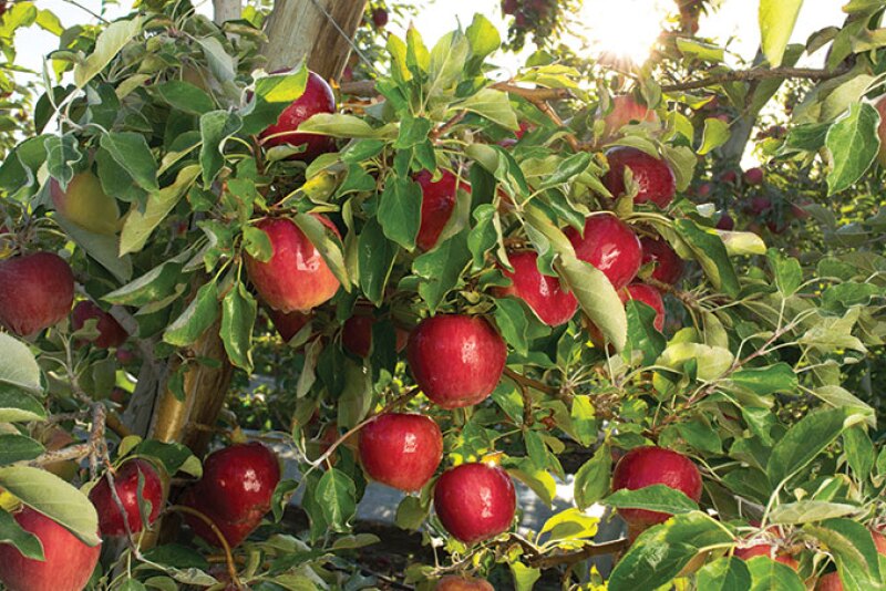 Marketers point to bounty of Washington apple varieties - The Packer