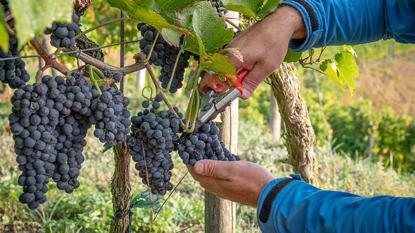 Grapes remain popular, especially in new varieties, and often in ...