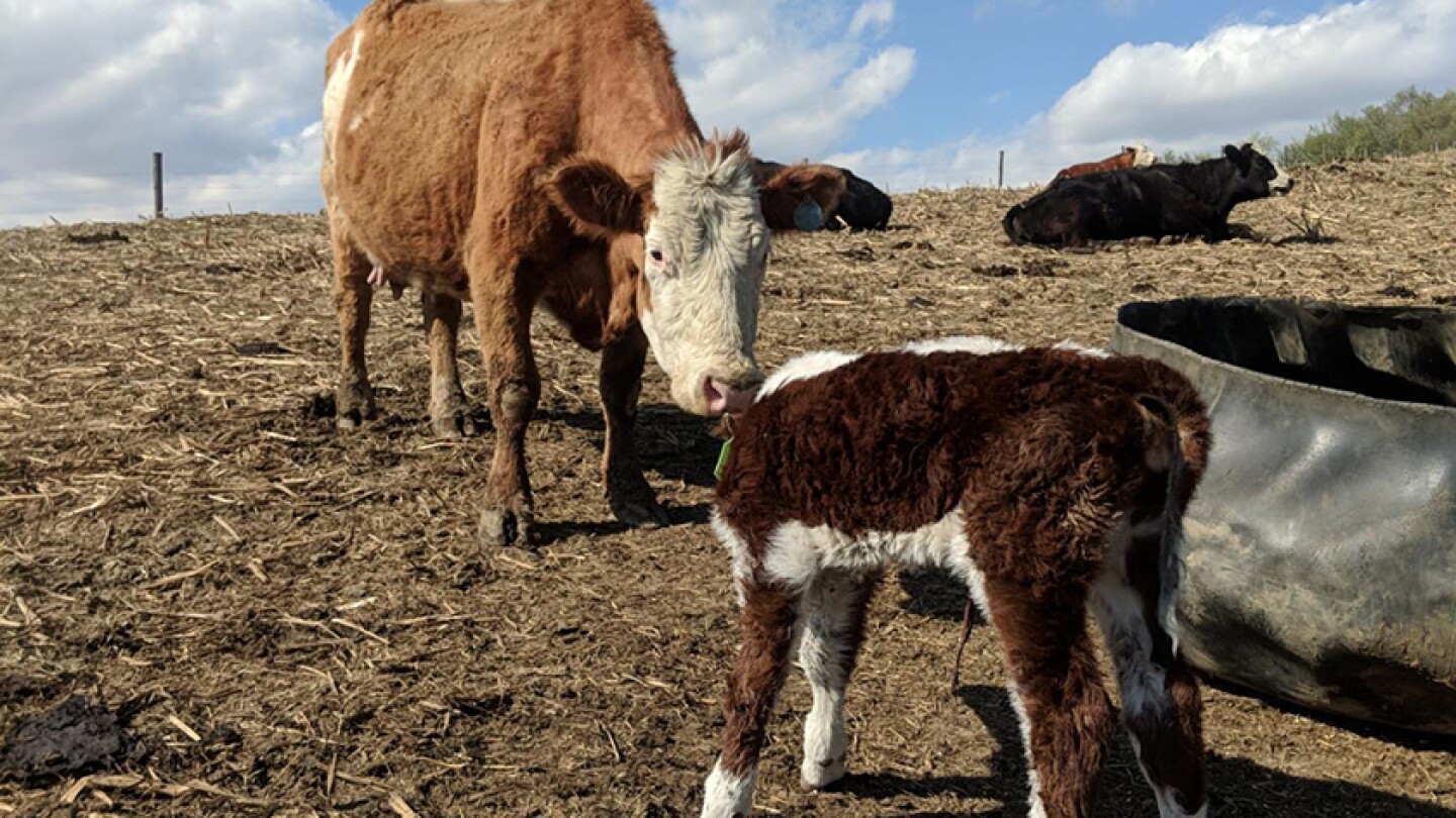 It’s a Uterine Prolapse. Now What?