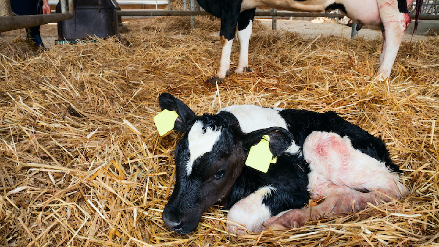 9 Practices to Help Resuscitate a Newborn Calf - Bovine Vet