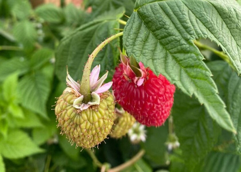 raspberry fruit in india
