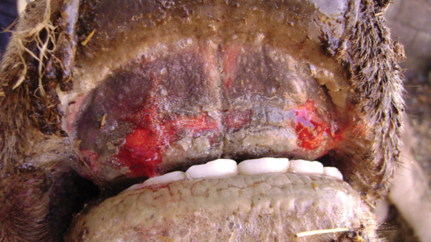 EHD Confirmed in Washington Cows - Drovers